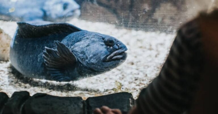 Fish Cheeks by Amy Tan: Exploring Cultural Identity